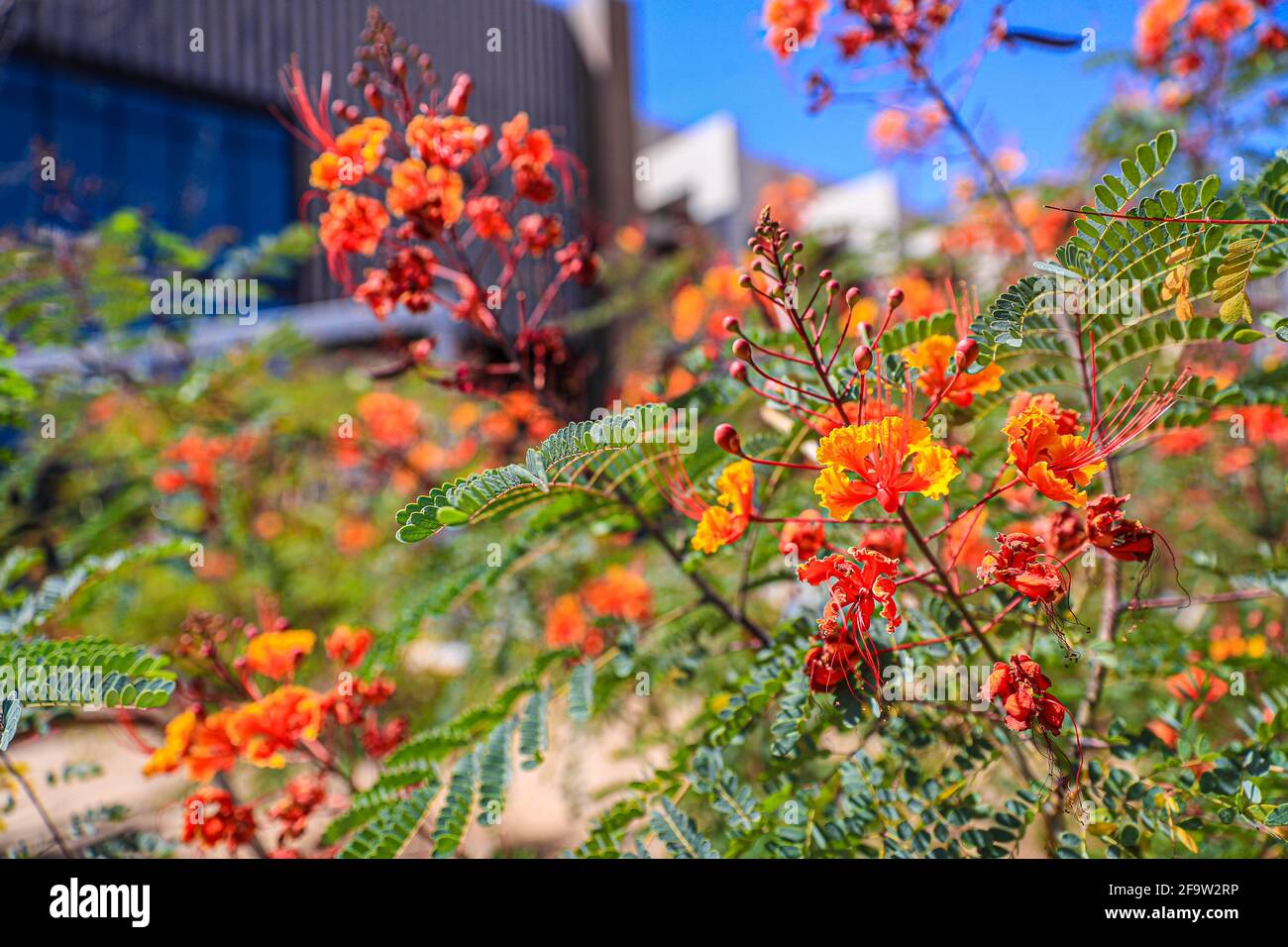 Red Tabachin tree flower, Caesalpinia pulcherrima, Delonix regia, Fire ...