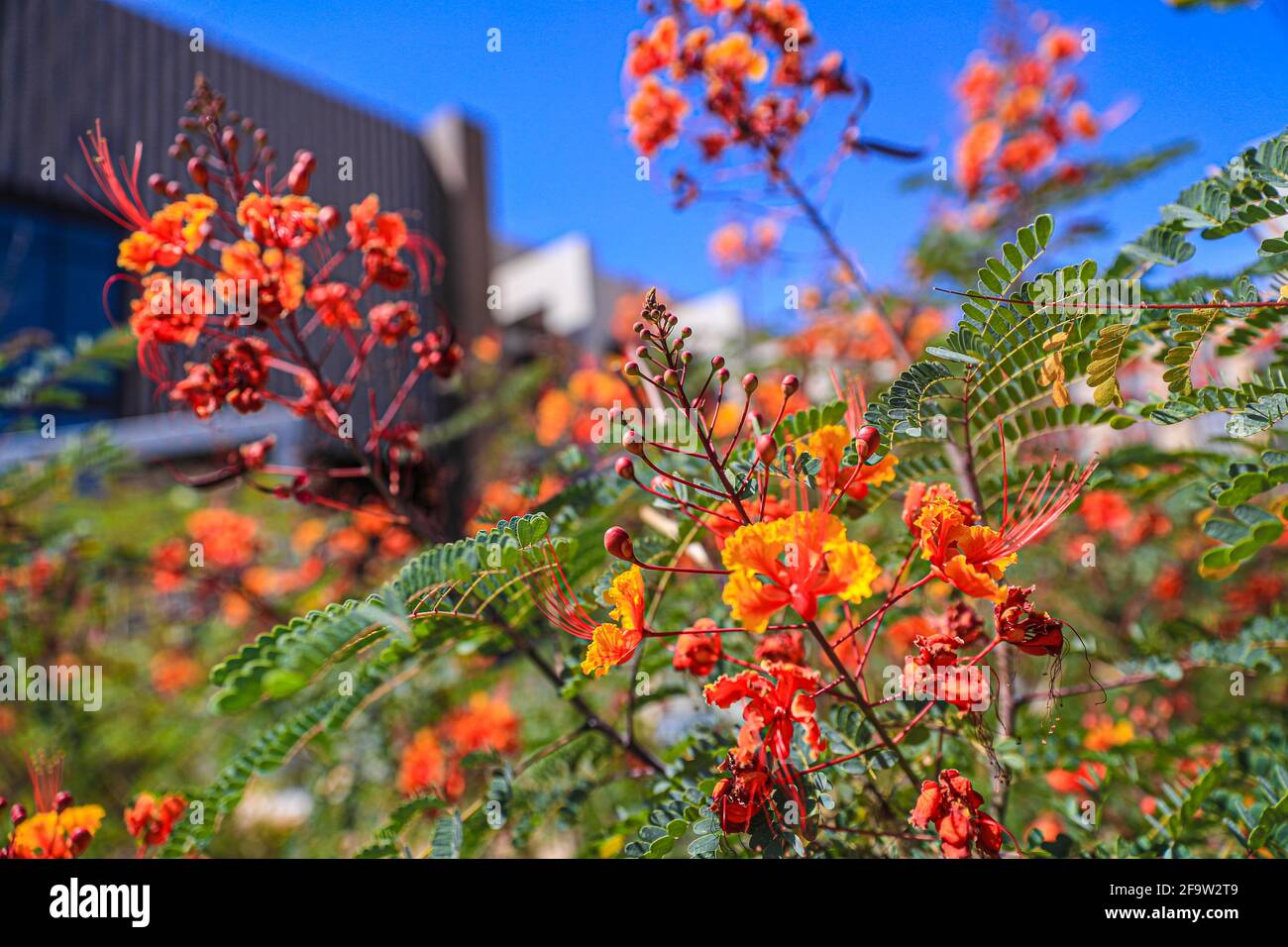 árbol de fuego hi-res stock photography and images - Alamy