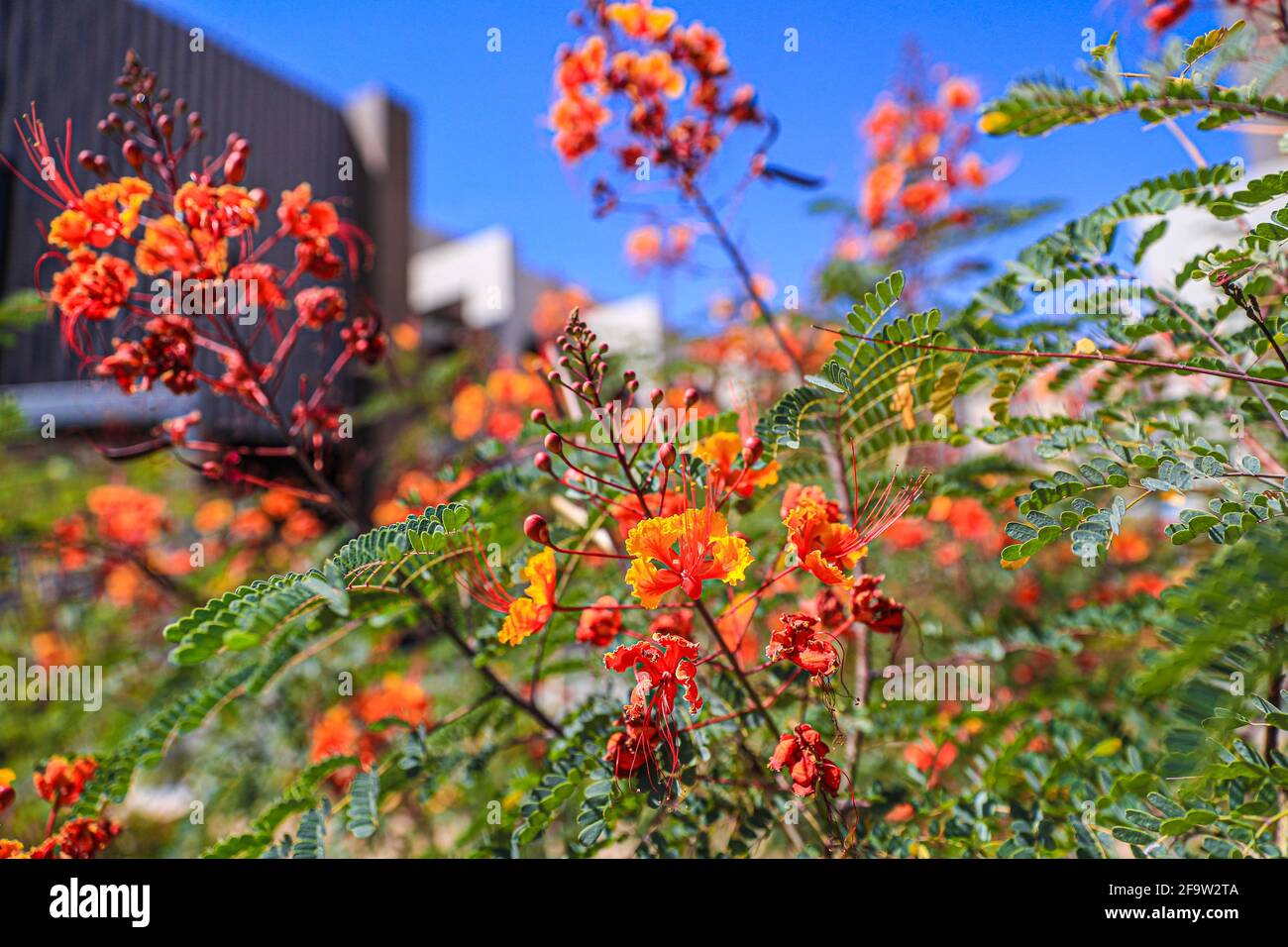 Red Tabachin tree flower, Caesalpinia pulcherrima, Delonix regia, Fire ...