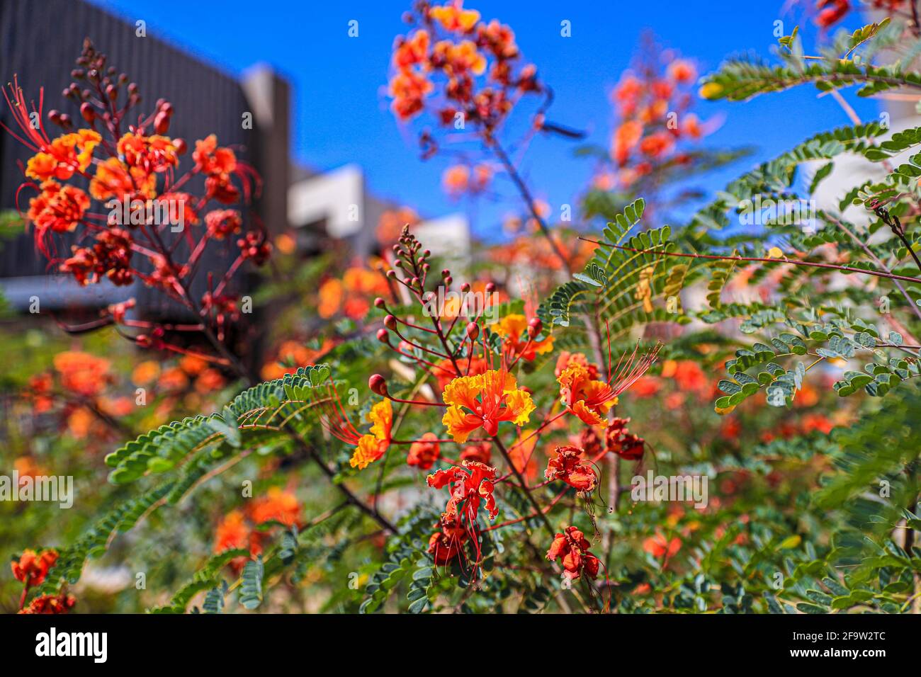 Red Tabachin tree flower, Caesalpinia pulcherrima, Delonix regia, Fire ...