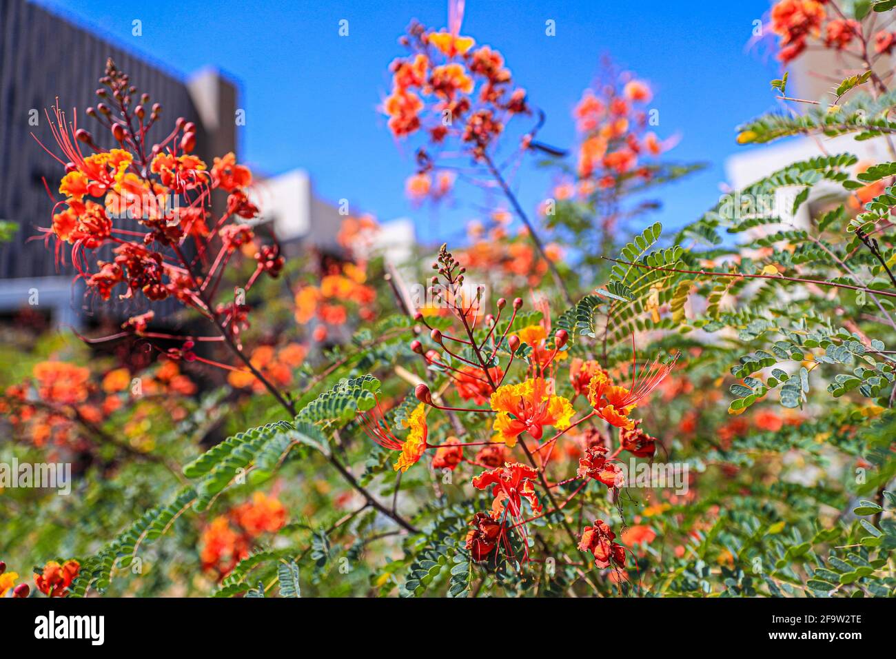 Red Tabachin tree flower, Caesalpinia pulcherrima, Delonix regia, Fire ...