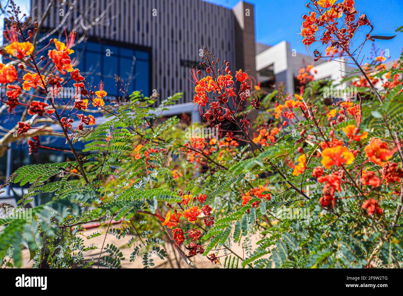 Red Tabachin tree flower, Caesalpinia pulcherrima, Delonix regia, Fire ...