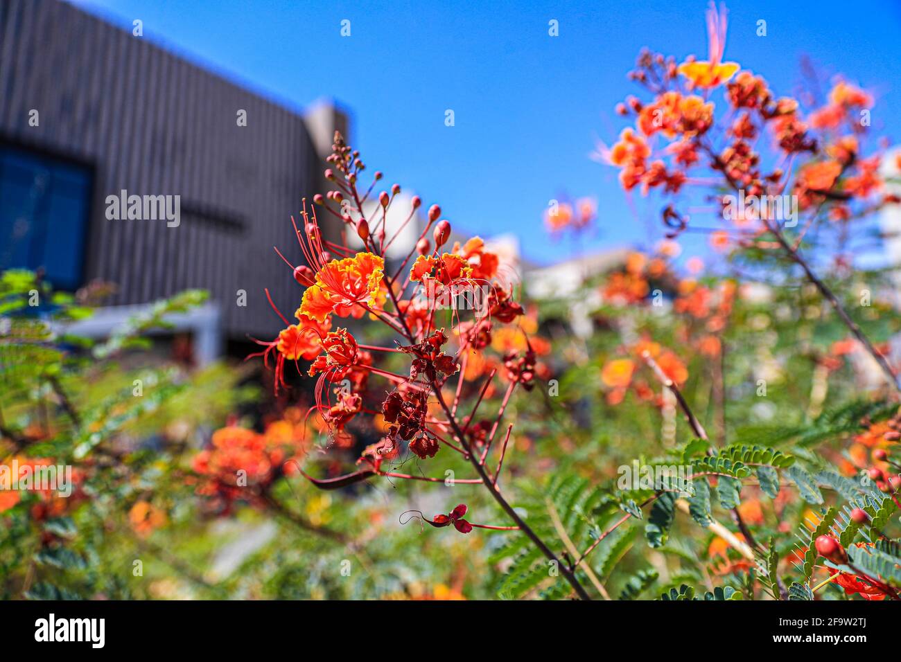 Red Tabachin tree flower, Caesalpinia pulcherrima, Delonix regia, Fire ...
