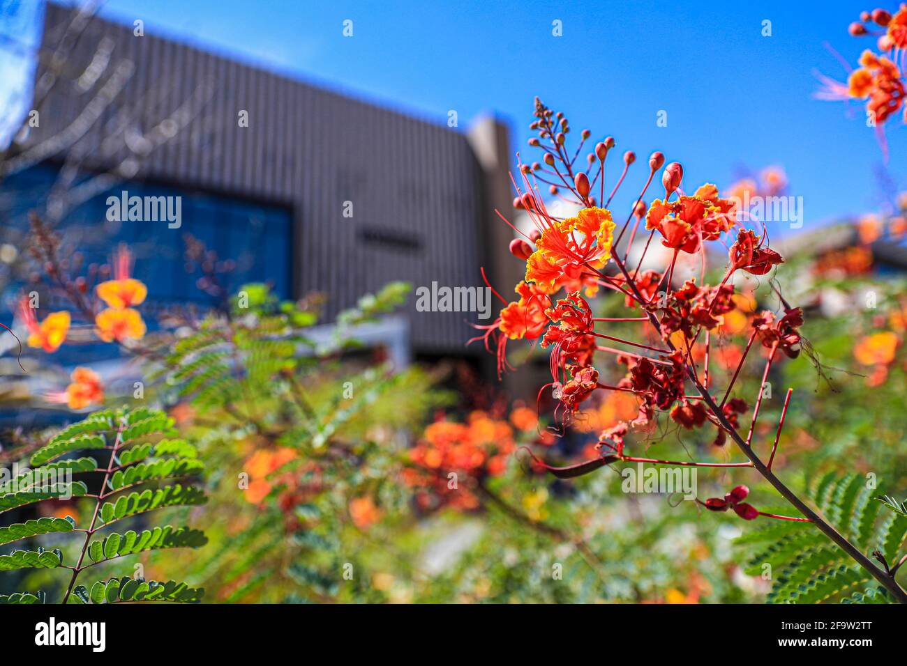 Red Tabachin tree flower, Caesalpinia pulcherrima, Delonix regia, Fire ...