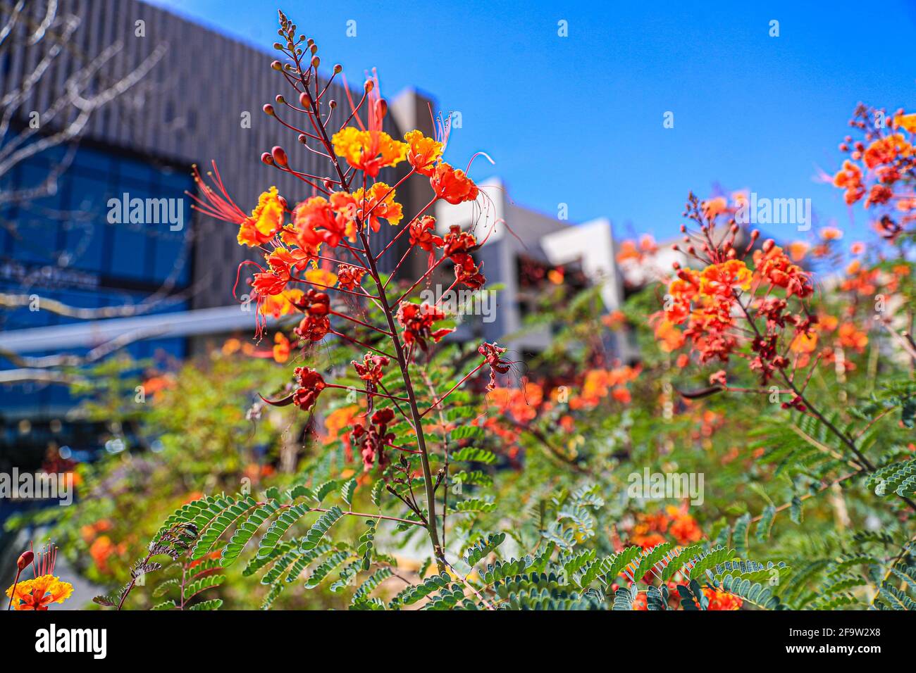 Red Tabachin tree flower, Caesalpinia pulcherrima, Delonix regia, Fire ...