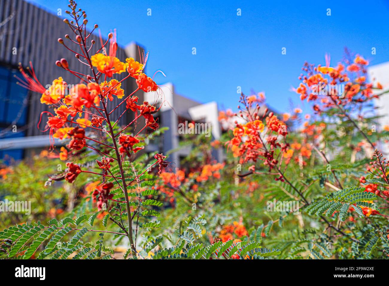 Red Tabachin tree flower, Caesalpinia pulcherrima, Delonix regia, Fire ...