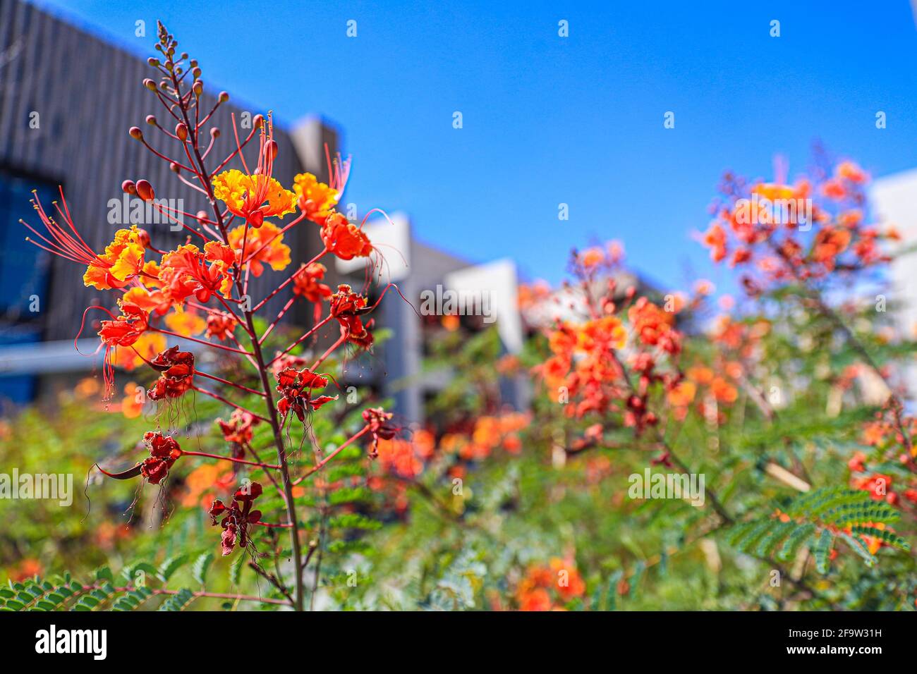 Red Tabachin tree flower, Caesalpinia pulcherrima, Delonix regia, Fire ...