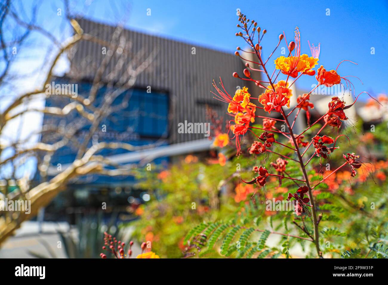 Flor de caesalpinia pulcherrima hi-res stock photography and images - Alamy