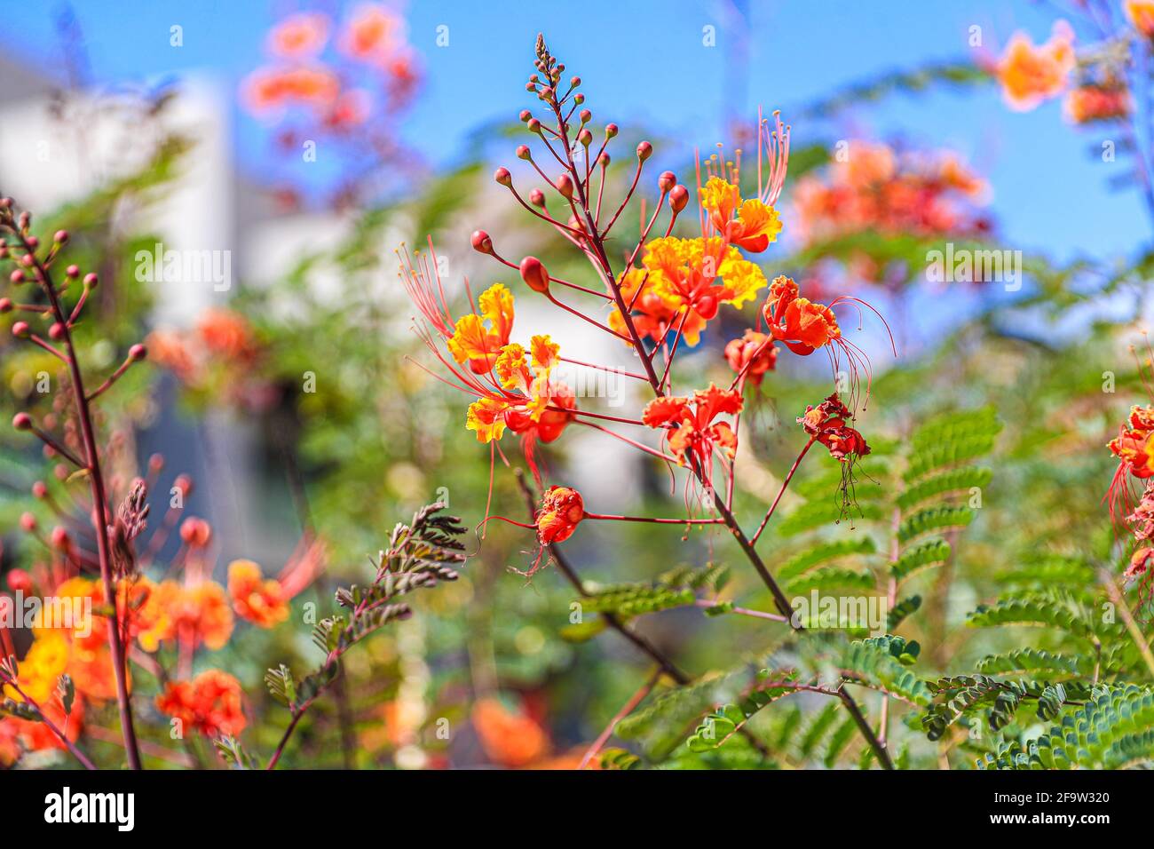 Red Tabachin tree flower, Caesalpinia pulcherrima, Delonix regia, Fire ...
