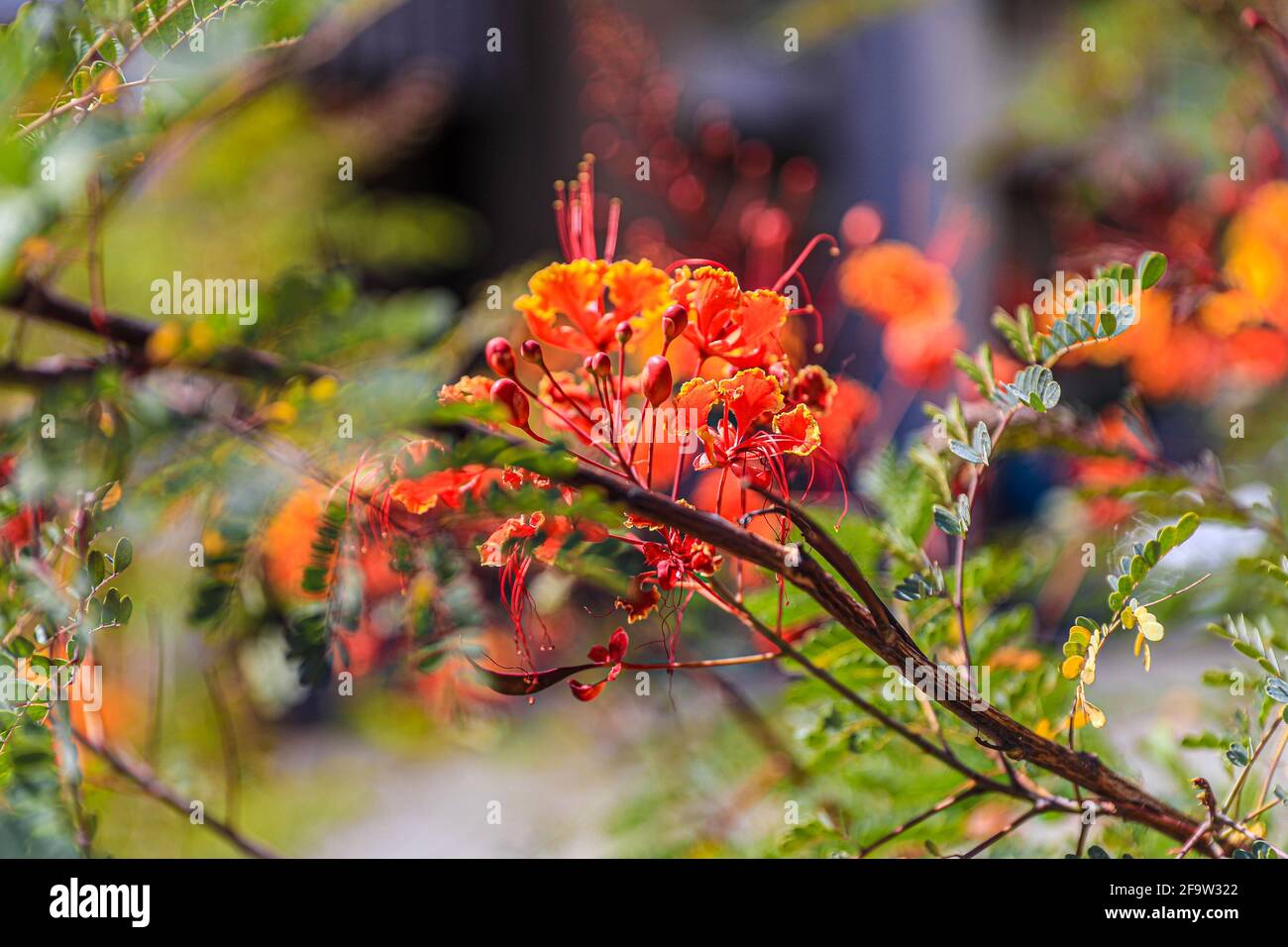 Red Tabachin tree flower, Caesalpinia pulcherrima, Delonix regia, Fire ...