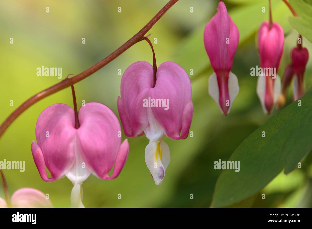 a row of pink bleeding heart flowers hanging from an arching stem and ...
