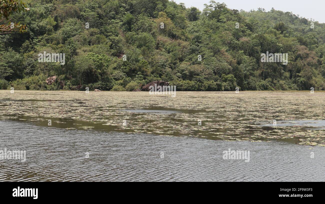 Water surface of the Remuna Lake and the aquatic plants on it and ...