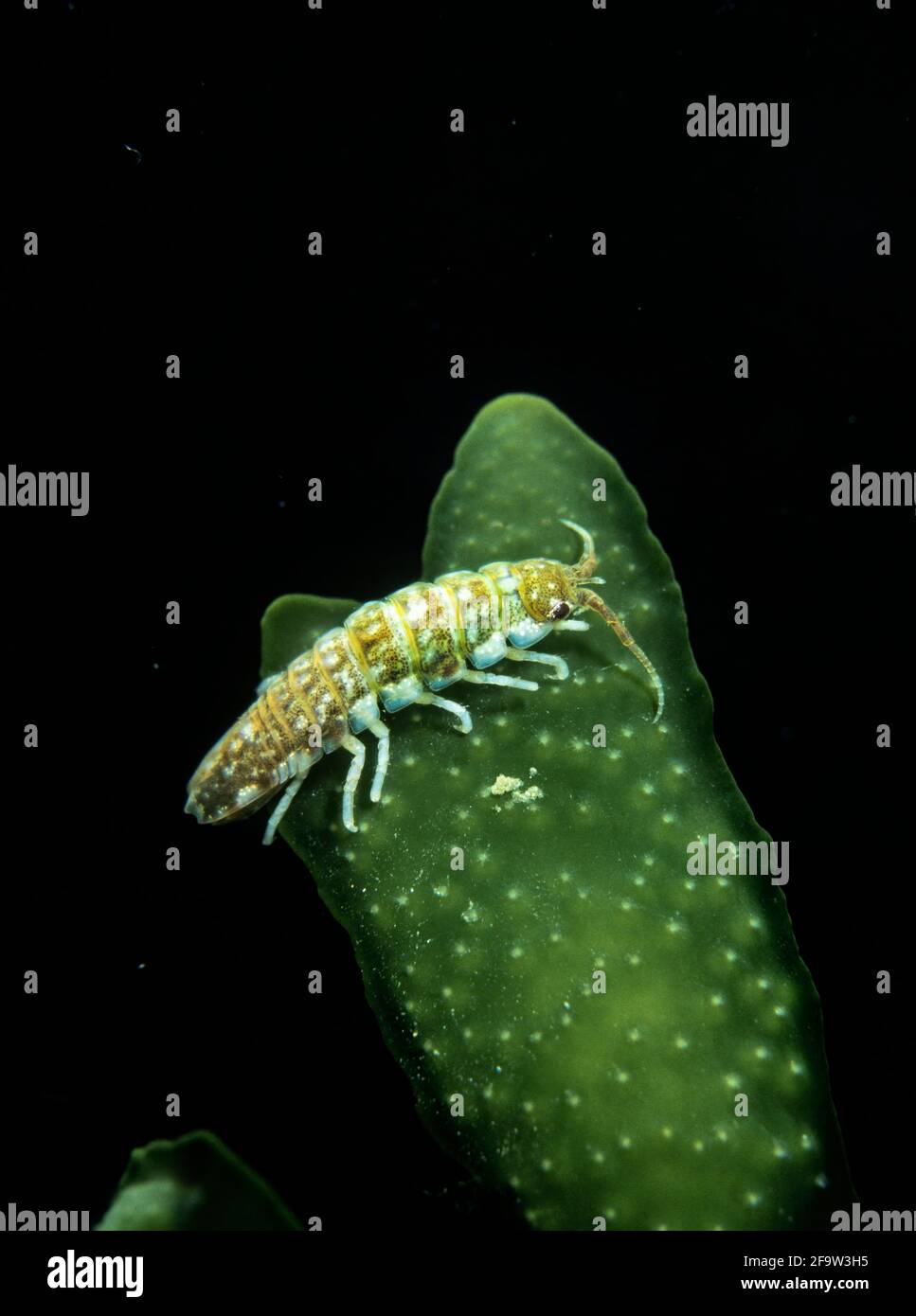 Idotea High Resolution Stock Photography and Images - Alamy