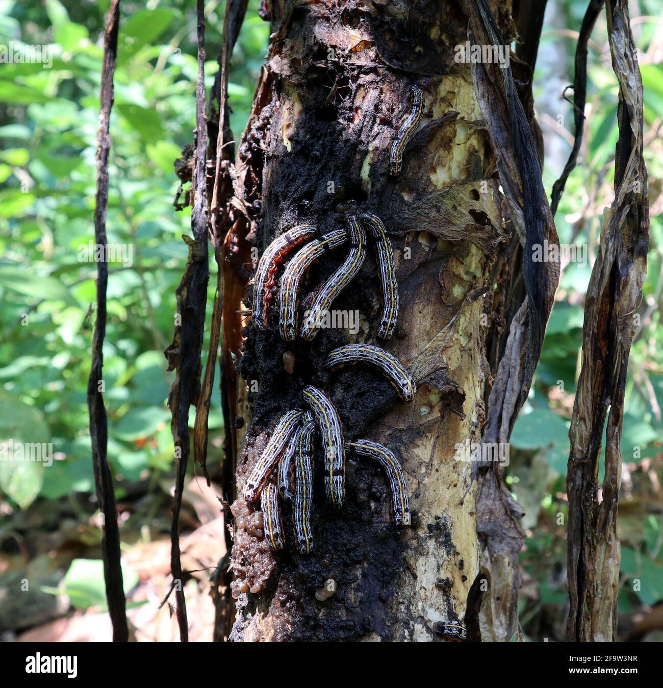 Close up of a plant trunk destroyed by invasive caterpillars,still some ...