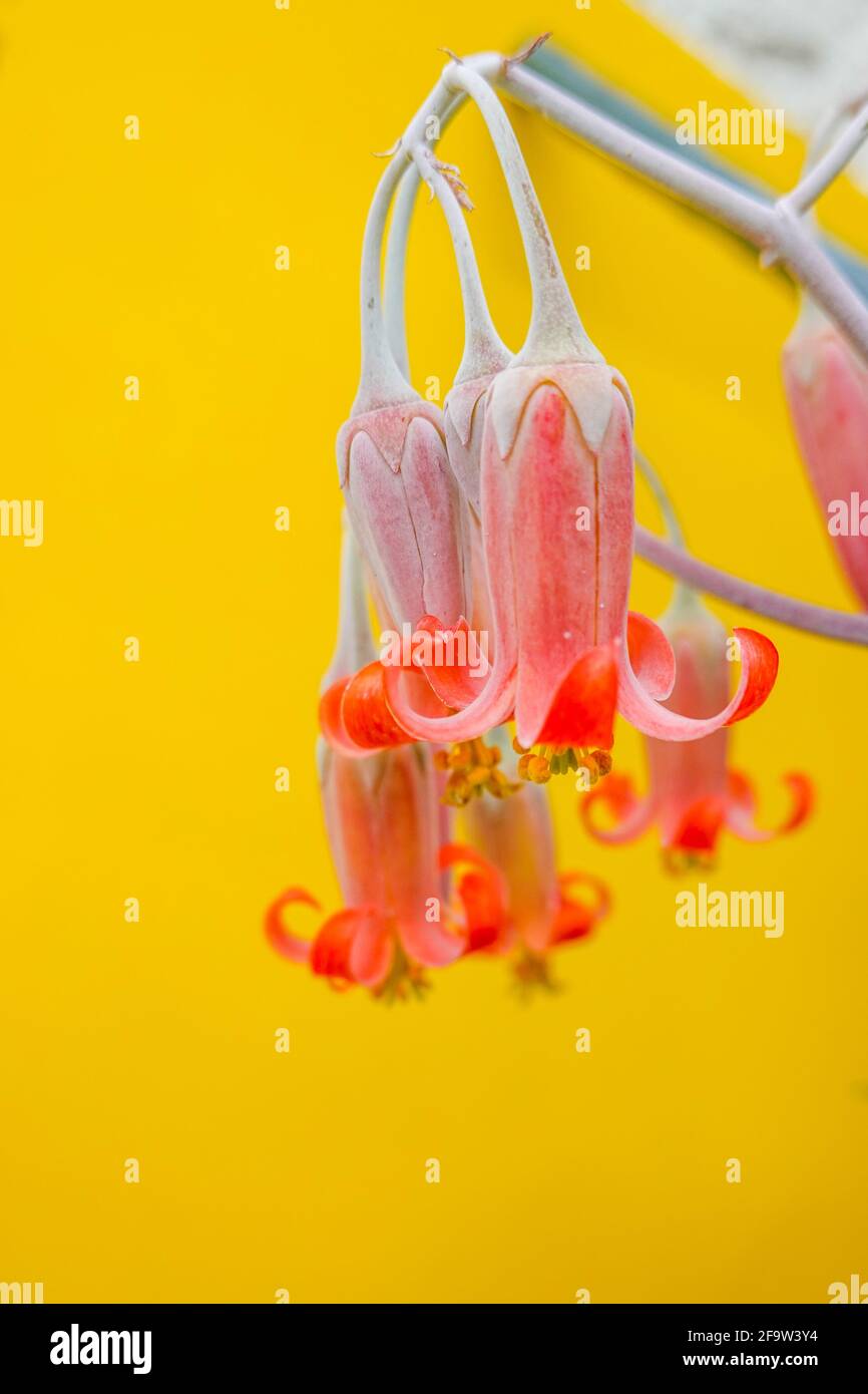 Cotyledon orbiculata var oblonga hi-res stock photography and images ...