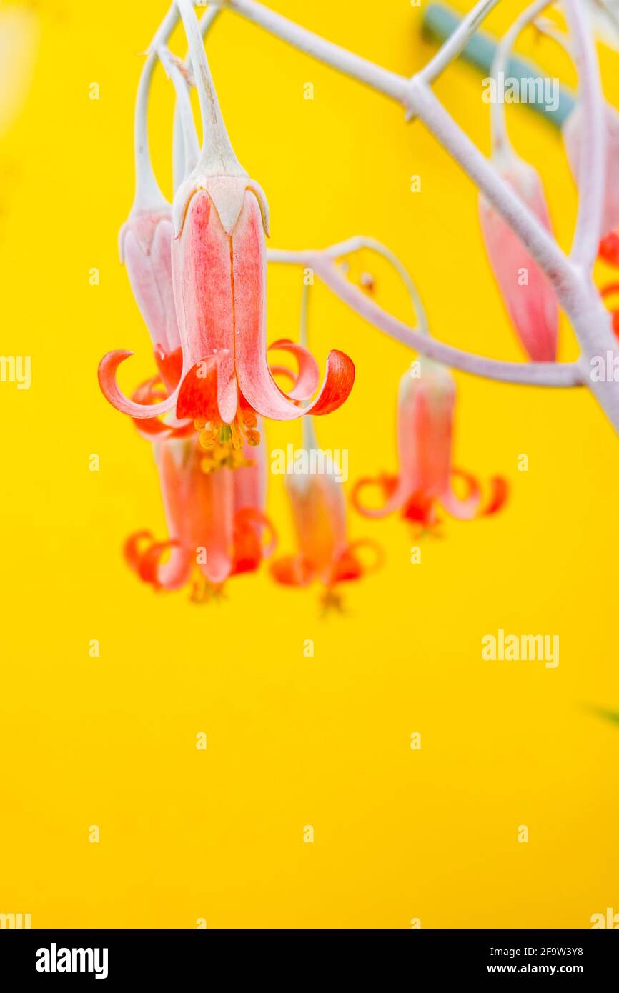 Cotyledon orbiculata var oblonga hi-res stock photography and images ...