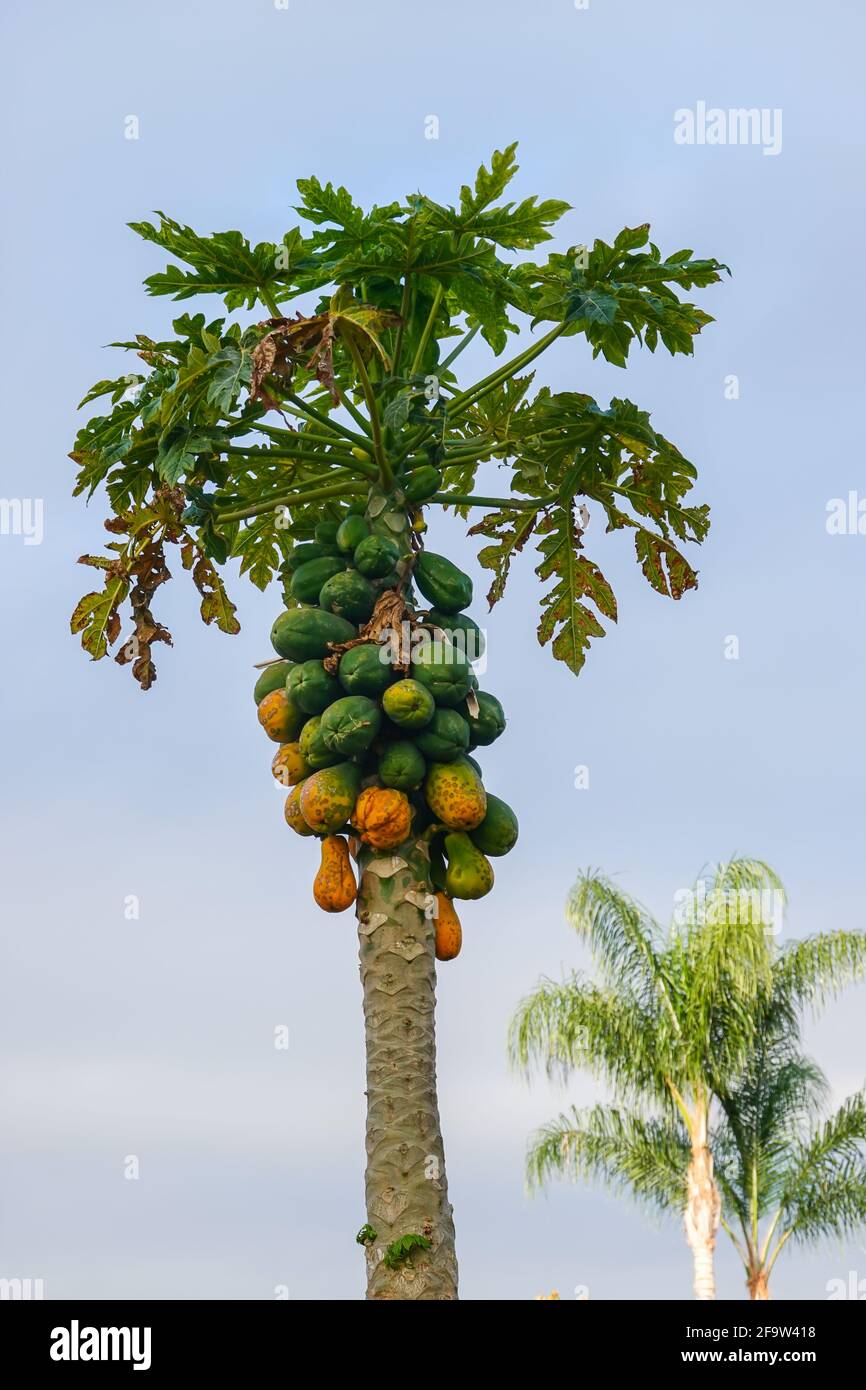 Carica papaya commonly known as a papaya tree. Growing in Southern ...