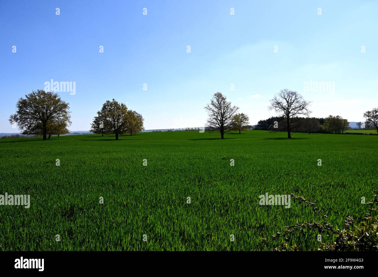 Green field and various trees in the background Stock Photo - Alamy