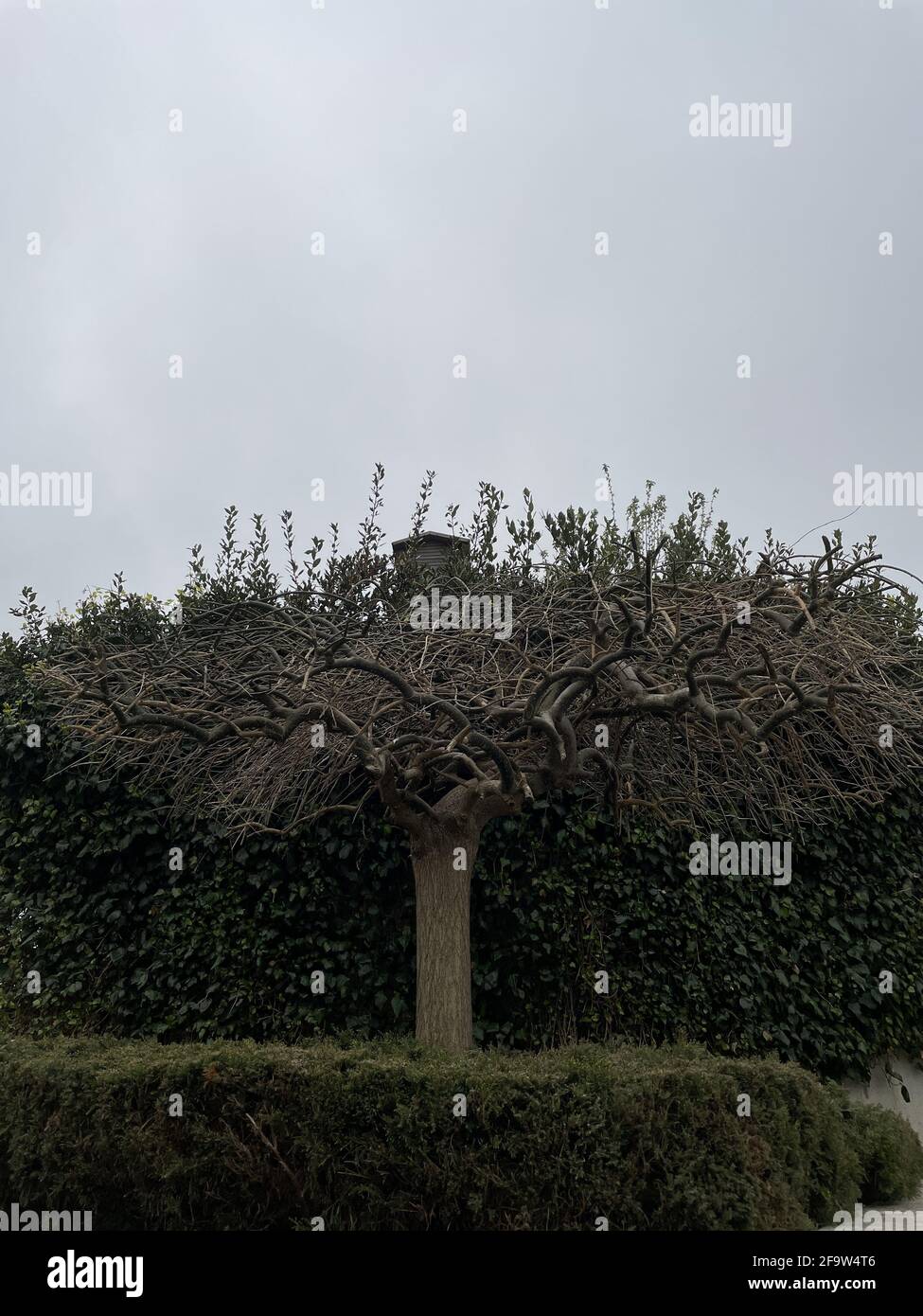 Eerie scenery of a dry tree in a garden Stock Photo - Alamy