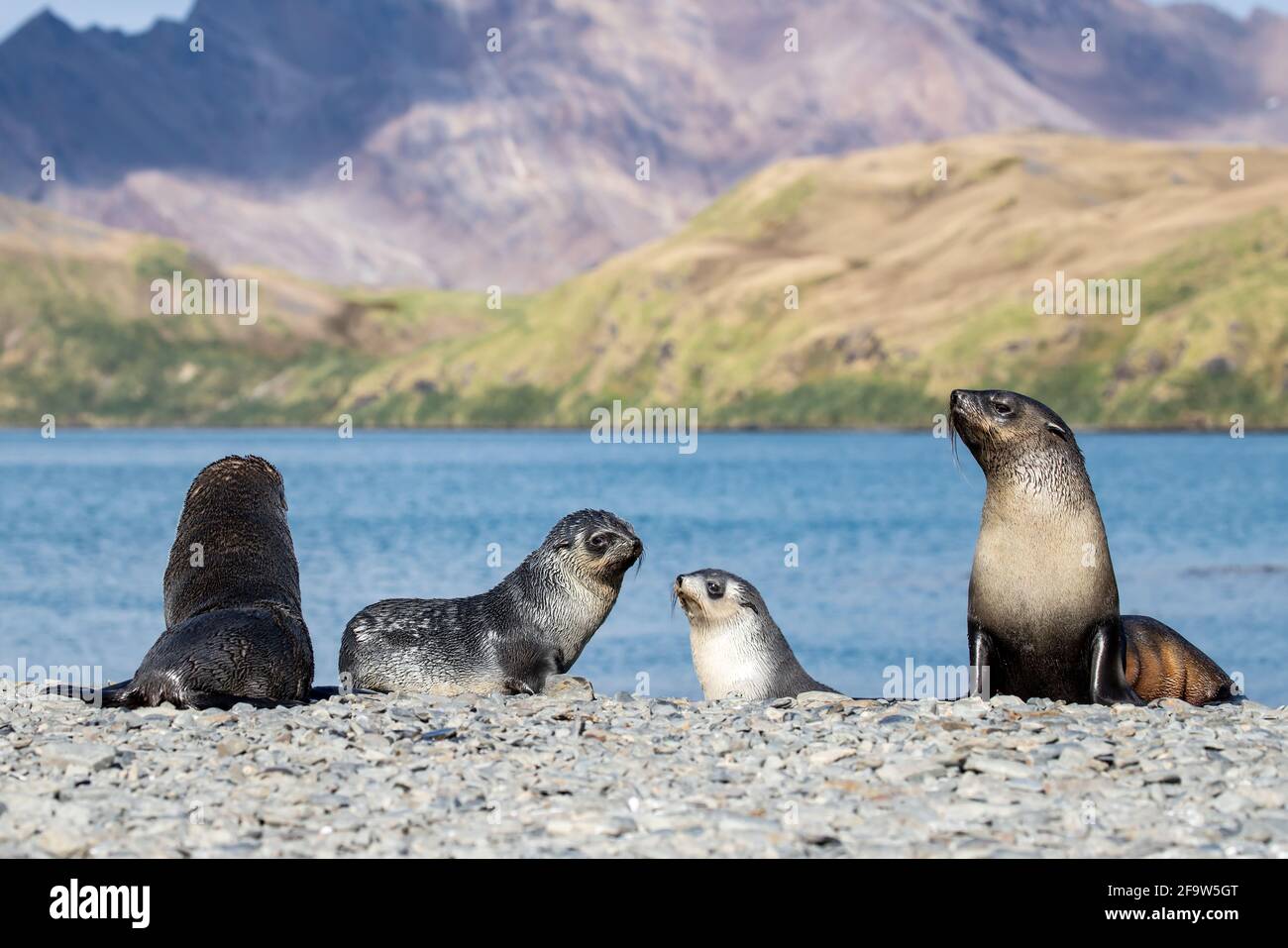 Stromness bay hi-res stock photography and images - Alamy