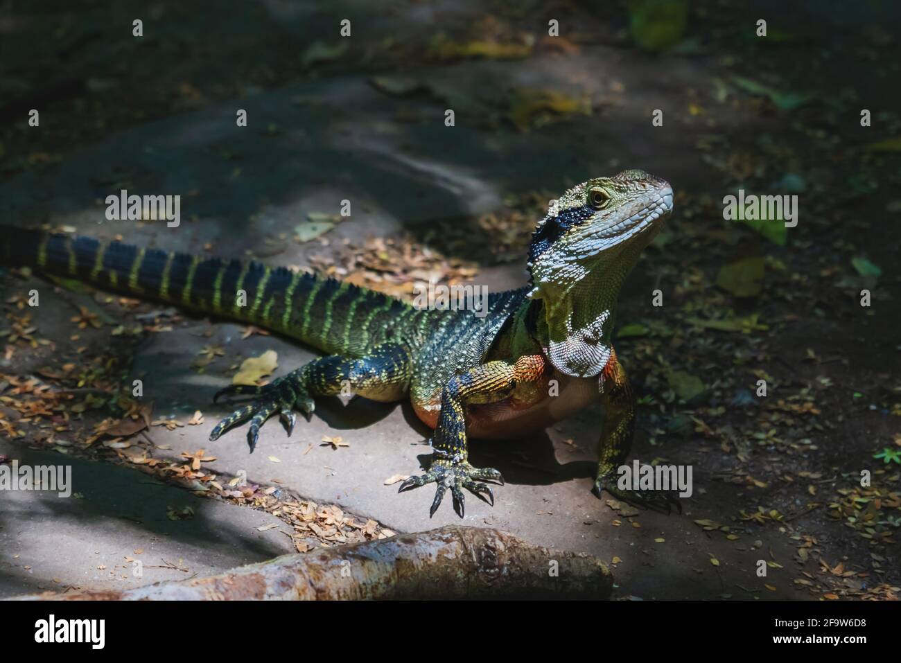 Australian Eastern Water Dragon Lizard High Resolution Stock ...