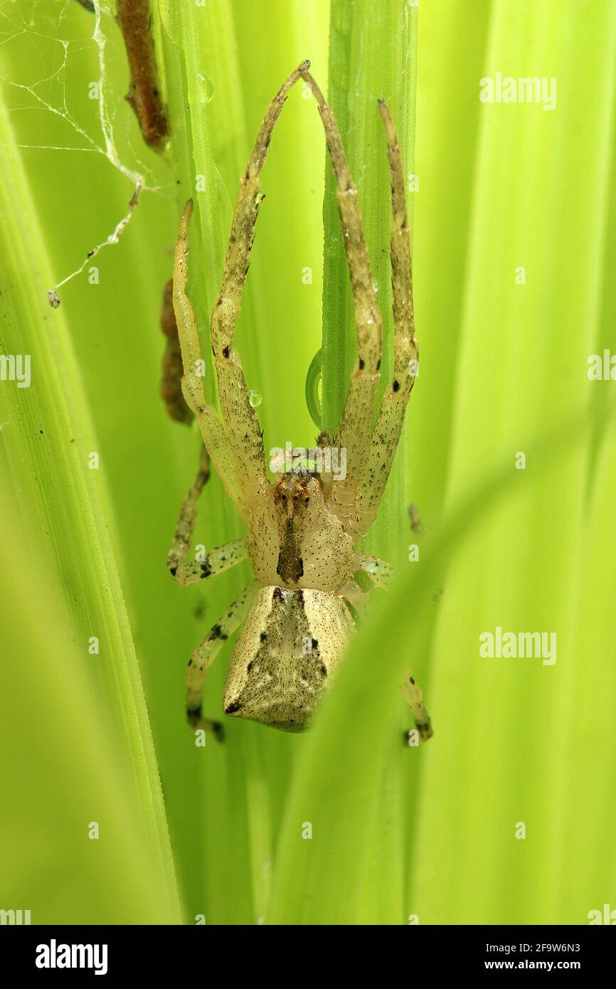 Trapezia hi-res stock photography and images - Alamy