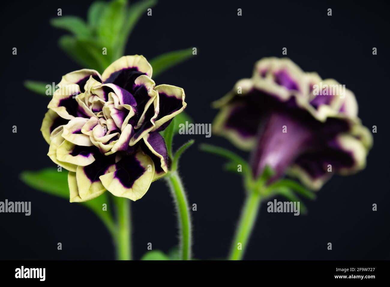 Beautiful flowering petunia with vibrant green leaves and black ...