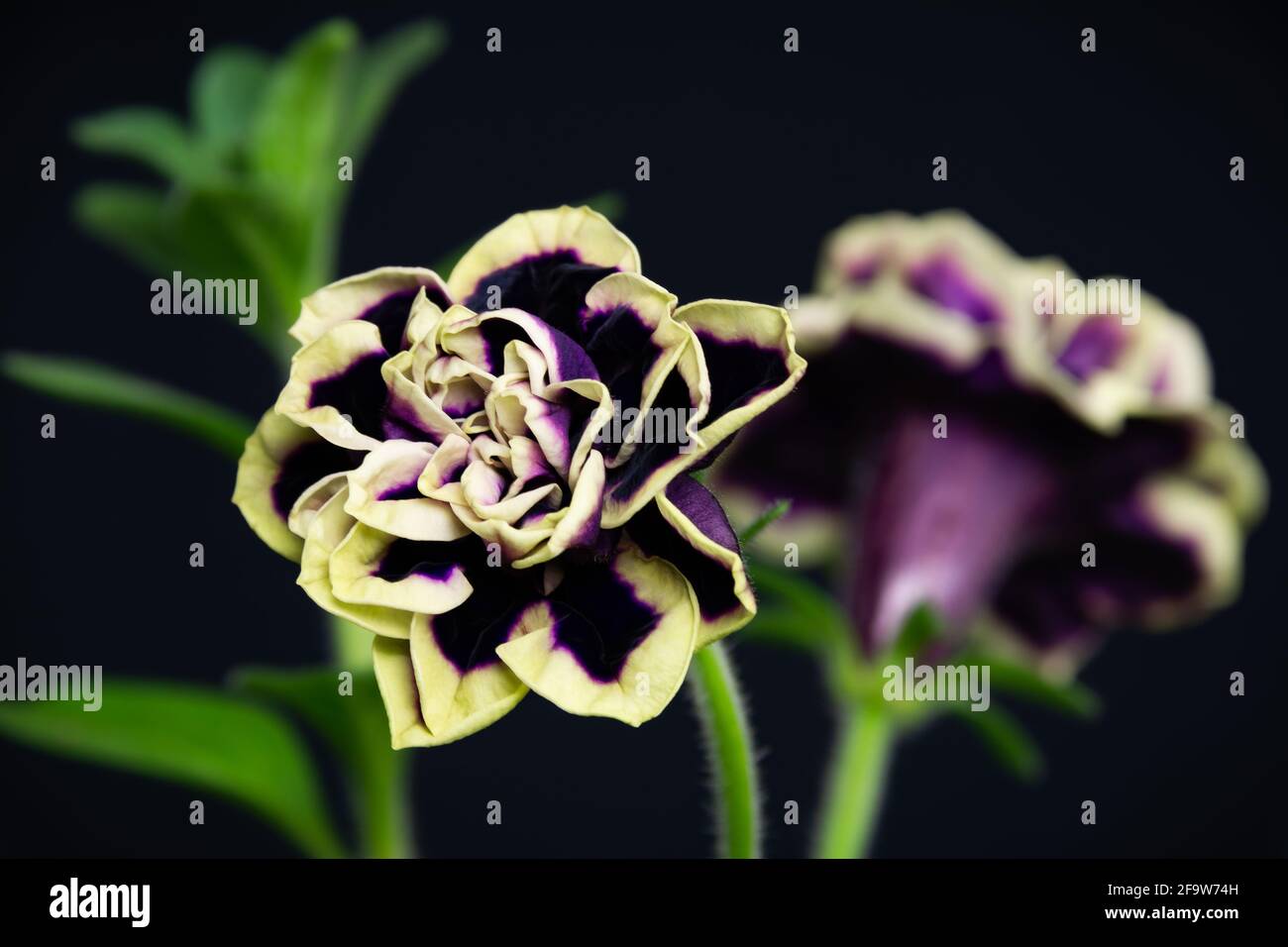 Beautiful flowering petunia with vibrant green leaves and black ...