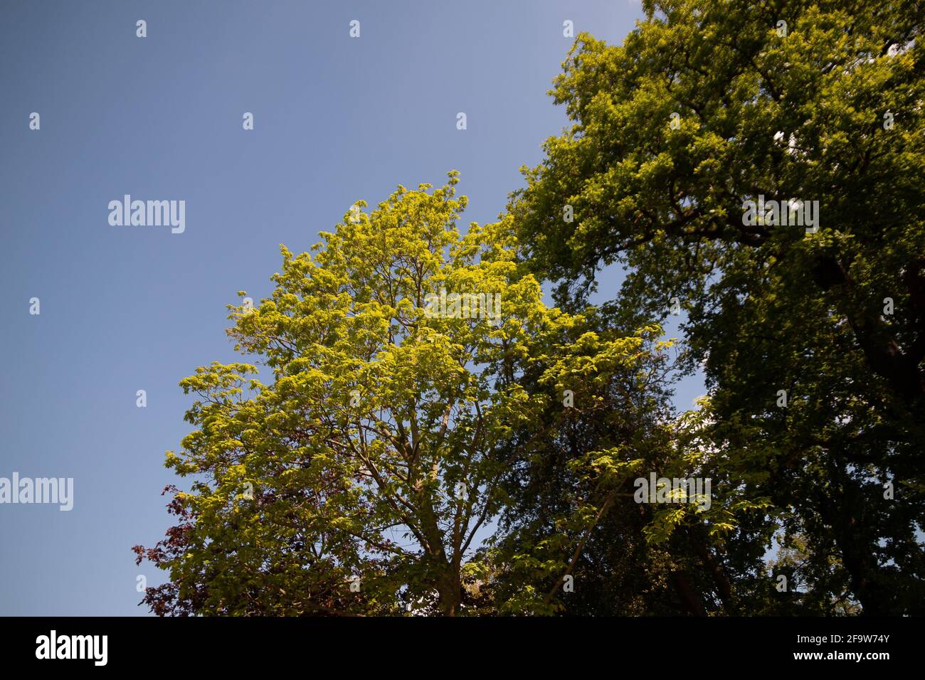 Low angle shot of bright green trees Stock Photo - Alamy