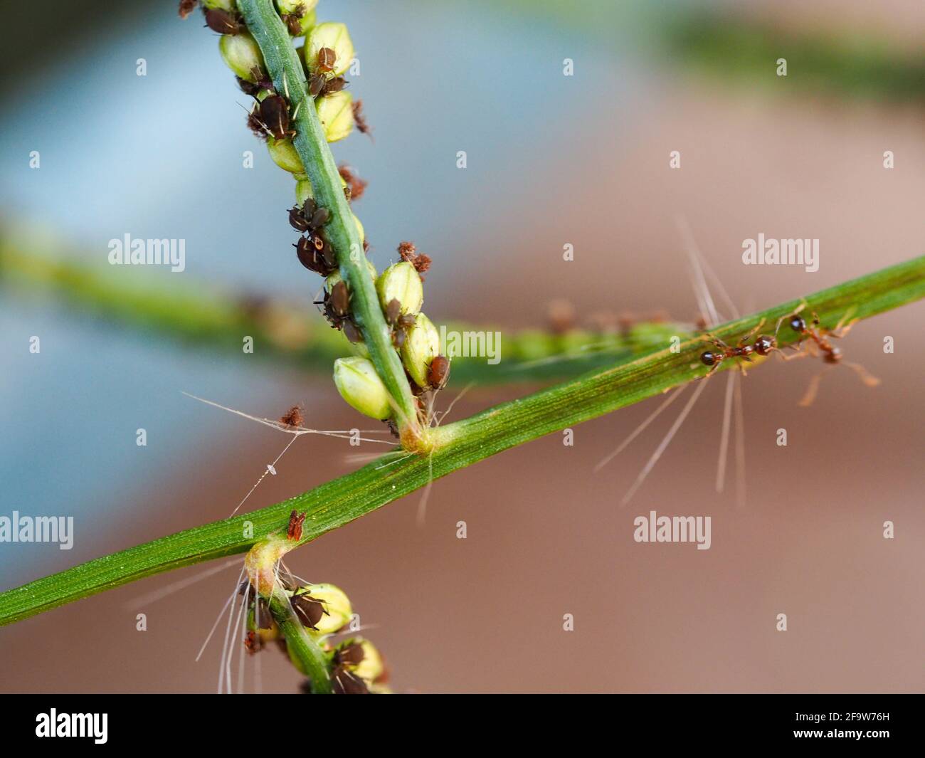Small life up close. Macro of an infestation of tiny Aphid like bugs ...