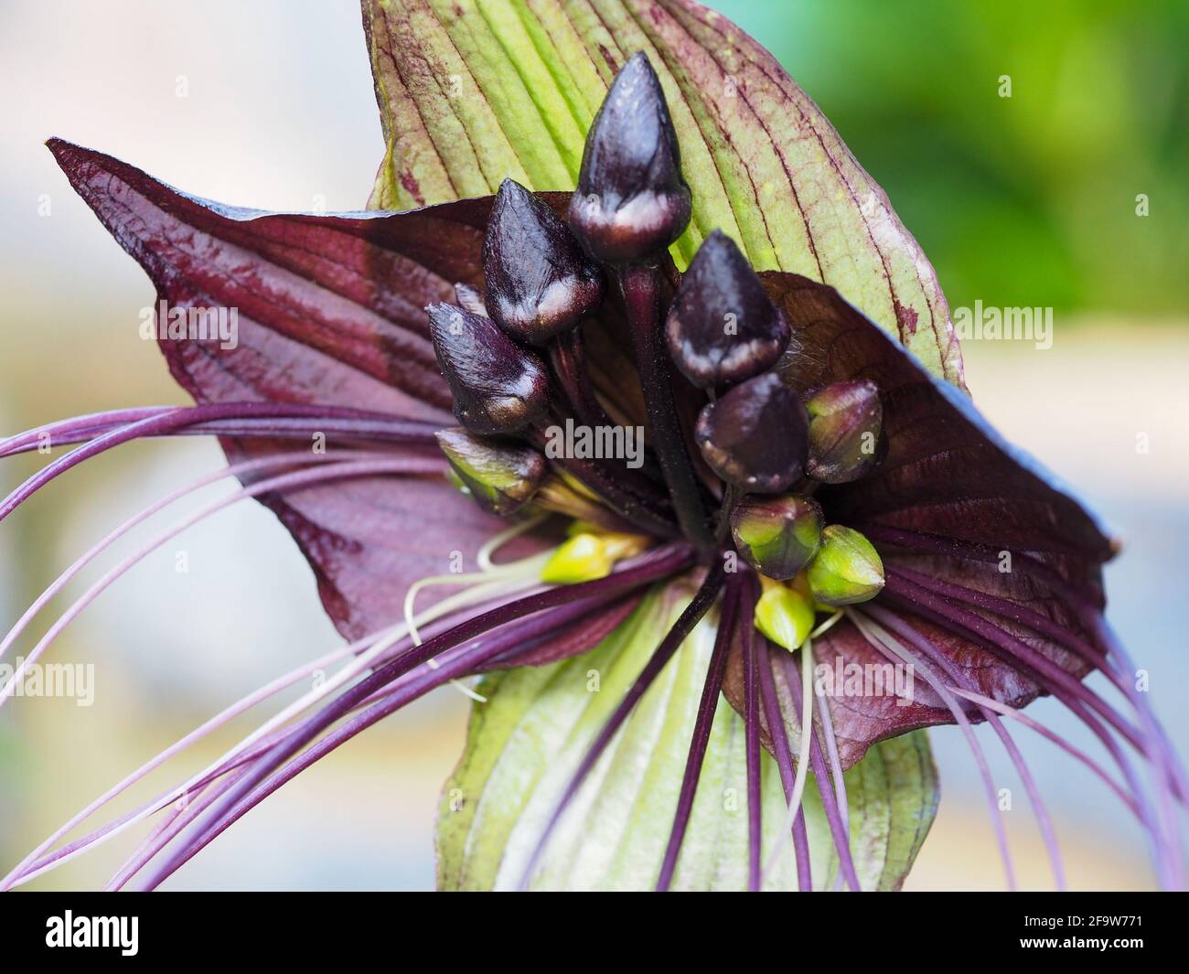 Black Bat flower plant or Tacca Chantrieri, with two bracts resembling ...