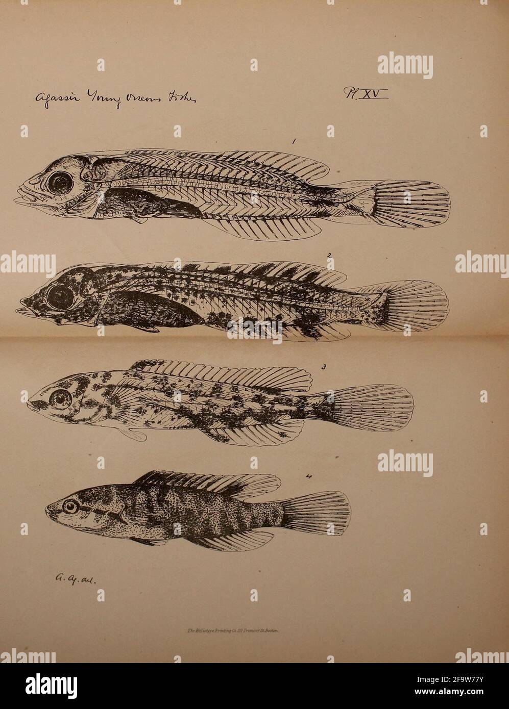 Fish stages illustration hi-res stock photography and images - Alamy
