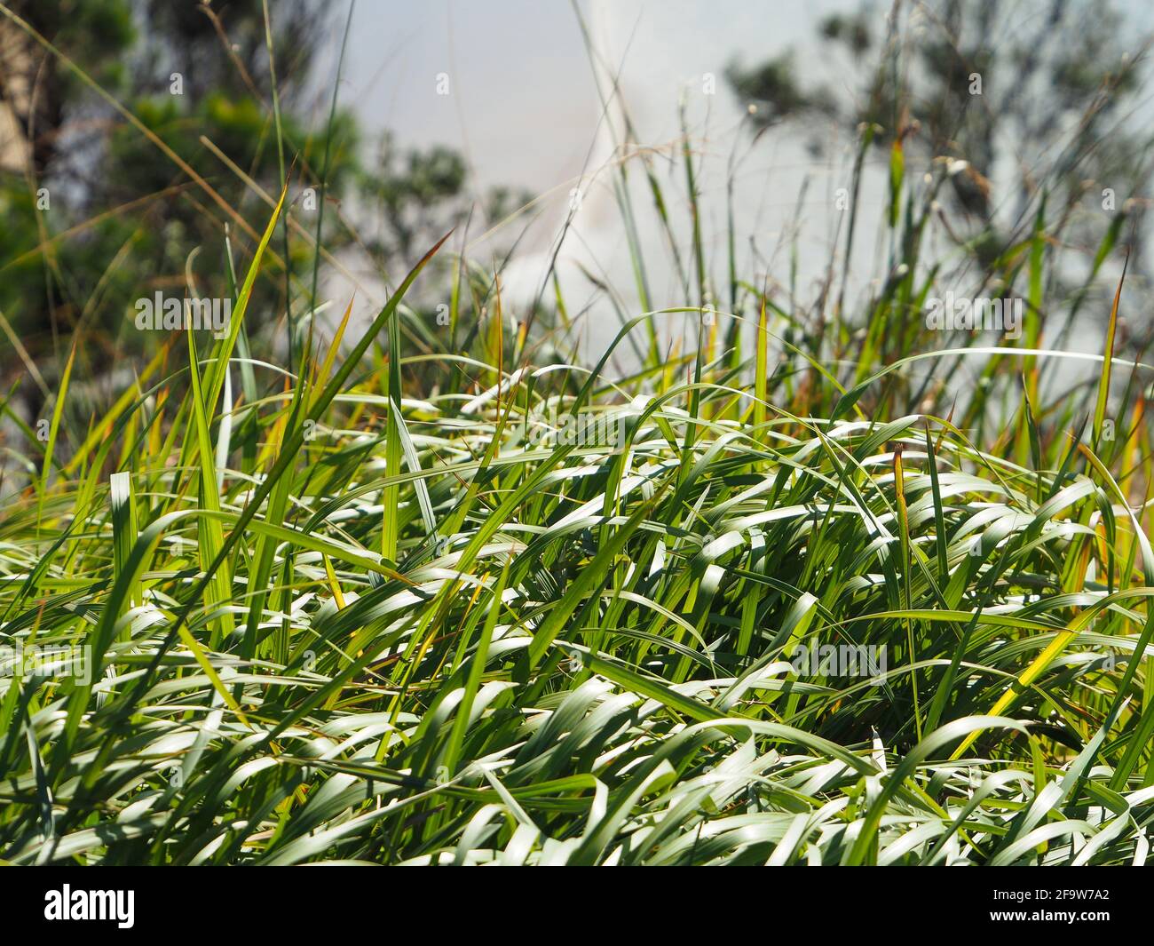 long green grass blades in clumps on a windy day Stock Photo - Alamy