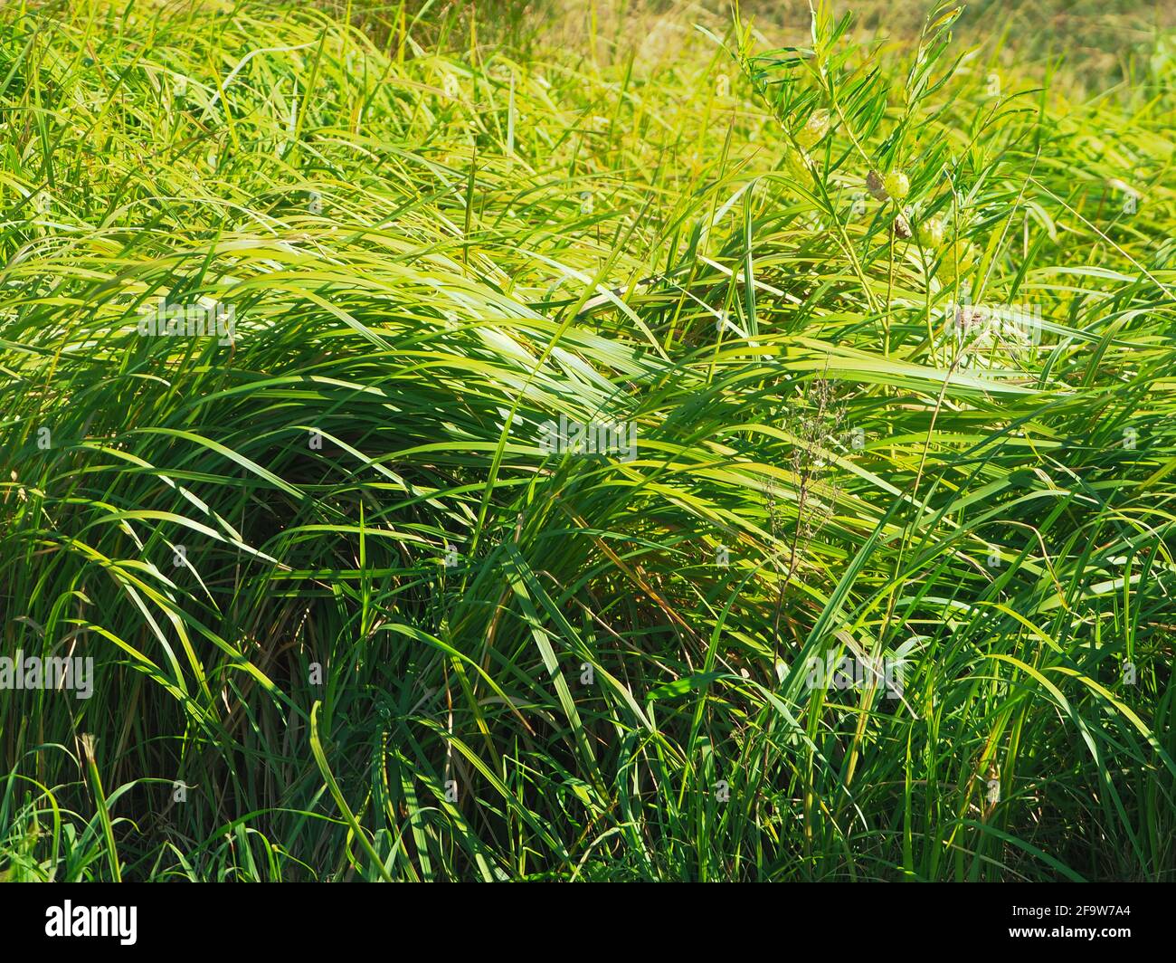 long green grass clumps being blown sideways by the wind on a windy day ...