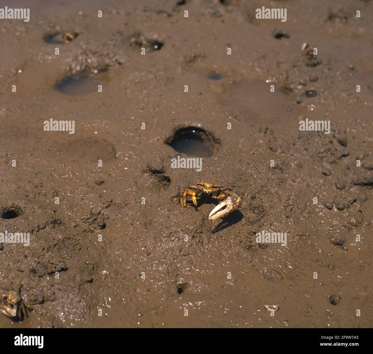 Fiddler Crab Claw High Resolution Stock Photography and Images - Alamy