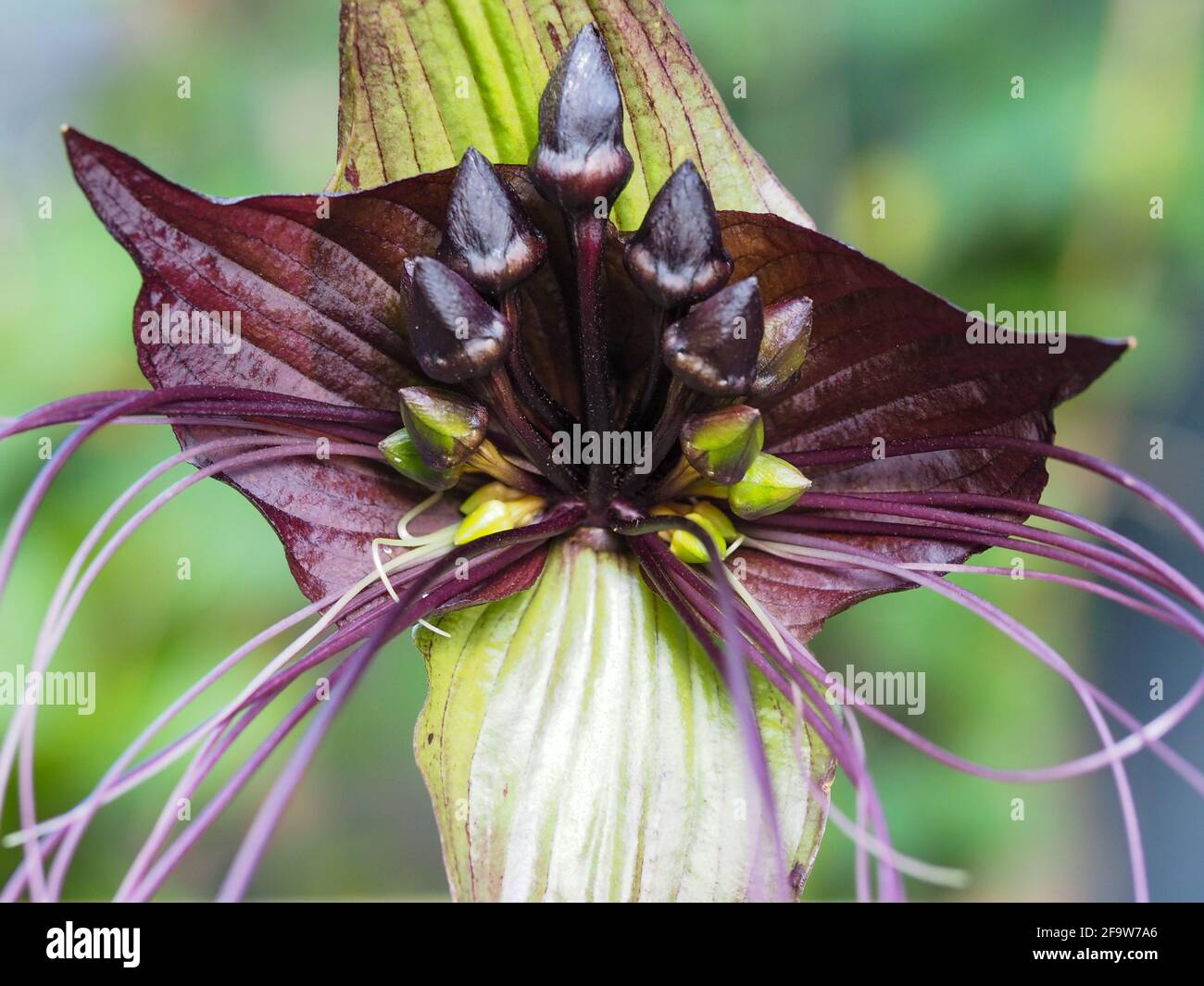 Black Bat flower plant or Tacca Chantrieri, with two bracts resembling ...