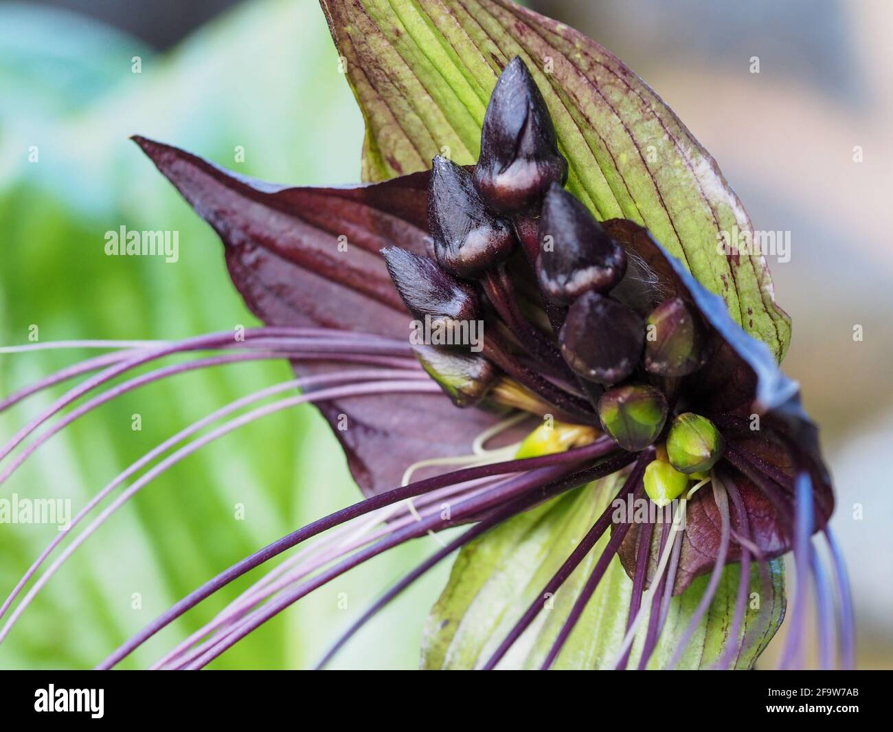 Black Bat flower plant or Tacca Chantrieri, with two bracts resembling ...