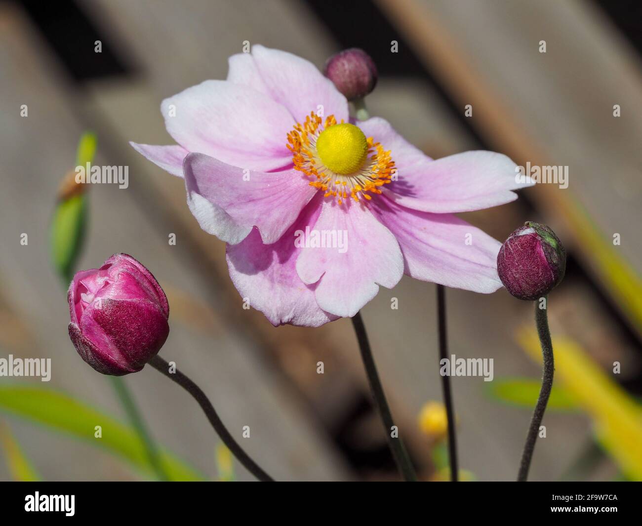 Beautiful flower, These divine pastel Pink Japanese Windflower or ...