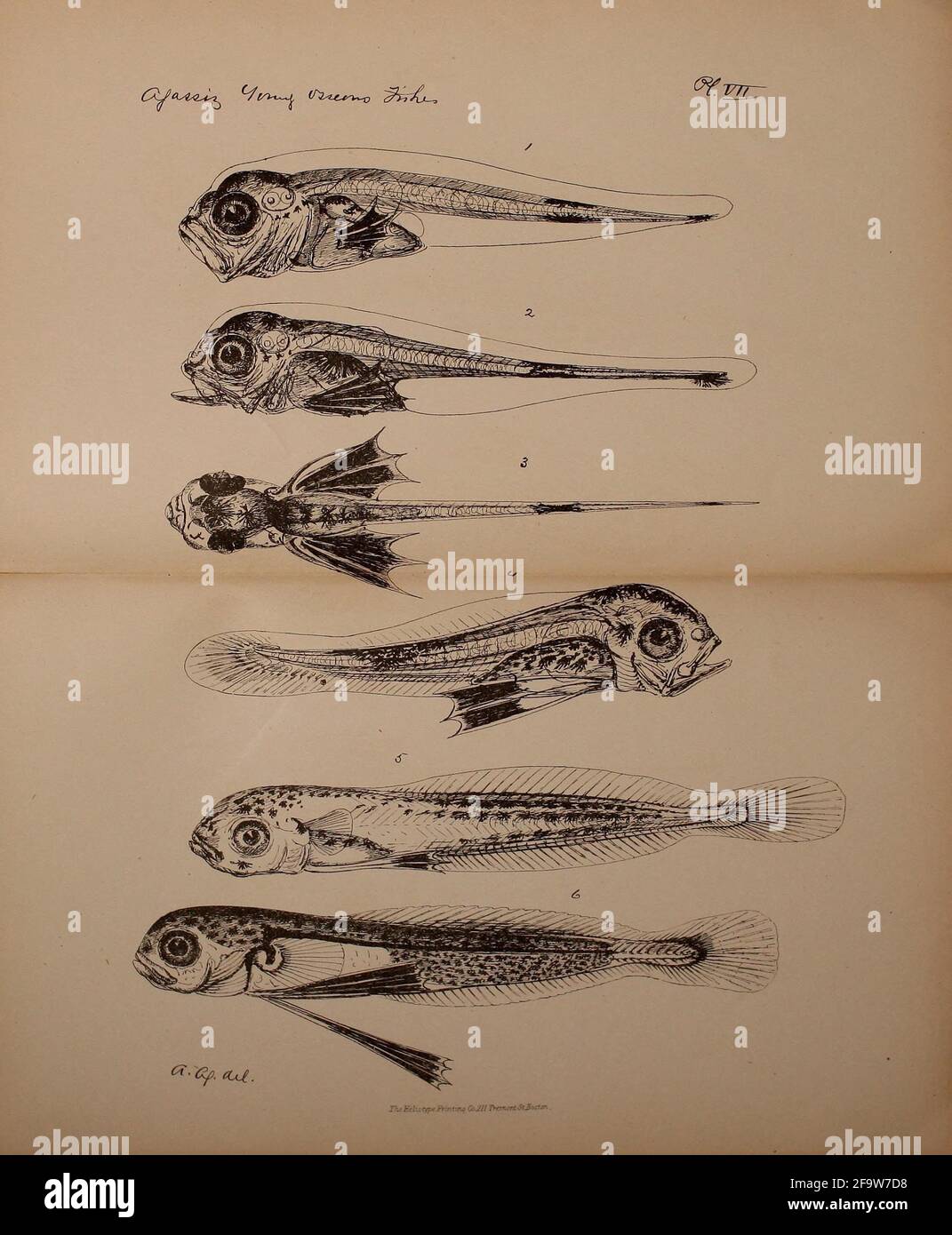 Fish stages illustration hi-res stock photography and images - Alamy