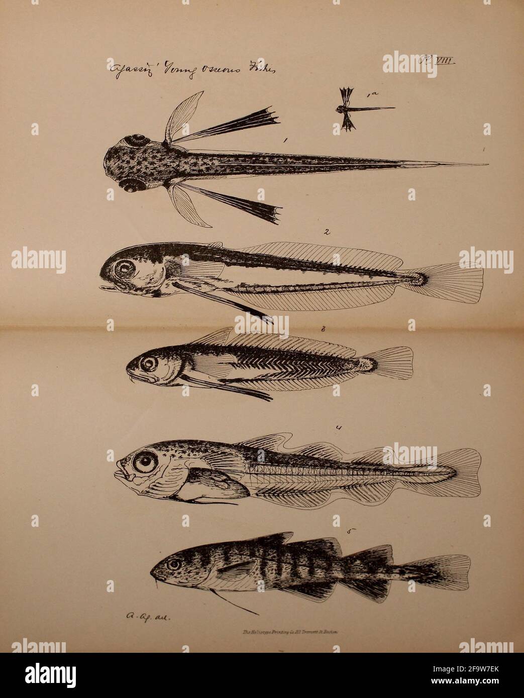 Fish stages illustration hi-res stock photography and images - Alamy
