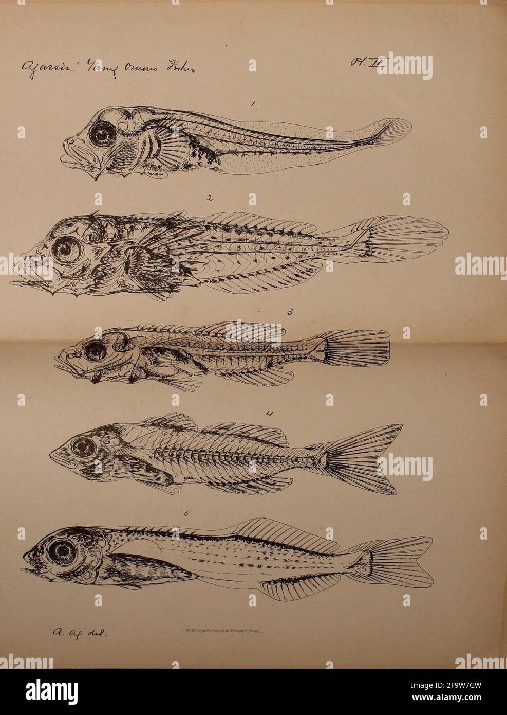 Fish stages illustration hi-res stock photography and images - Alamy