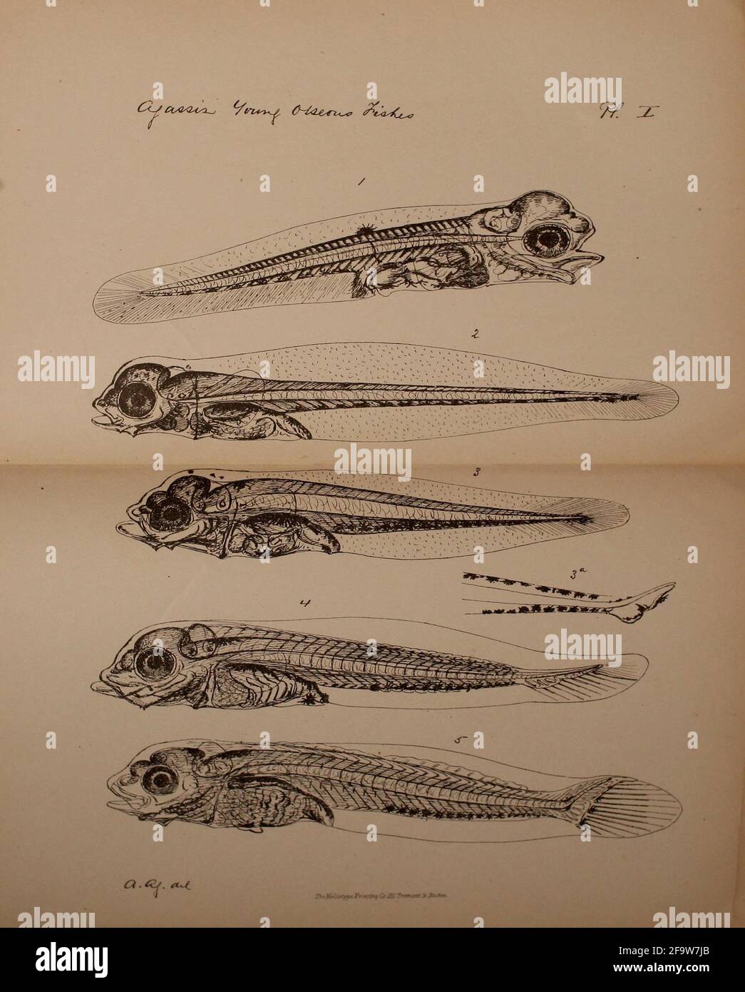 Fish stages illustration hi-res stock photography and images - Alamy