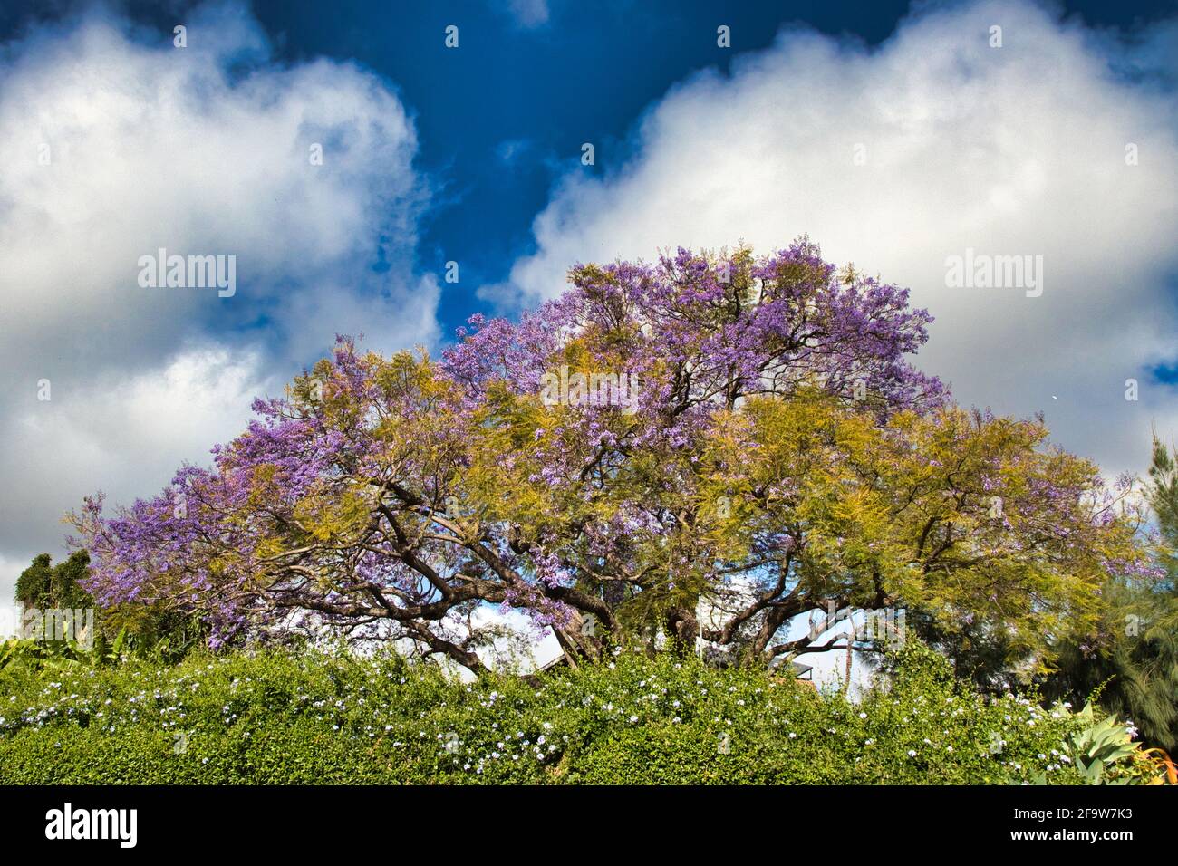 Jacaranda tree in upcountry Kula on Maui Stock Photo - Alamy