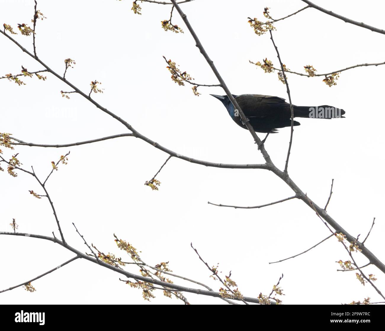 A high contrast image of a common crackle Stock Photo - Alamy