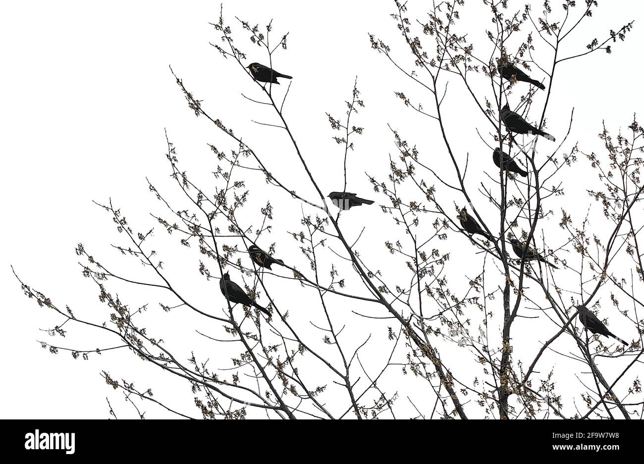 Congregating birds hi-res stock photography and images - Alamy