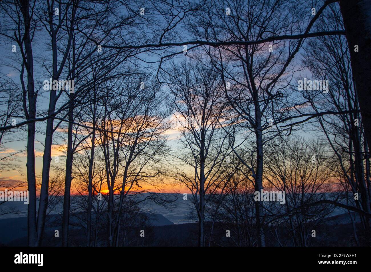 The woods at nightfall Stock Photo - Alamy