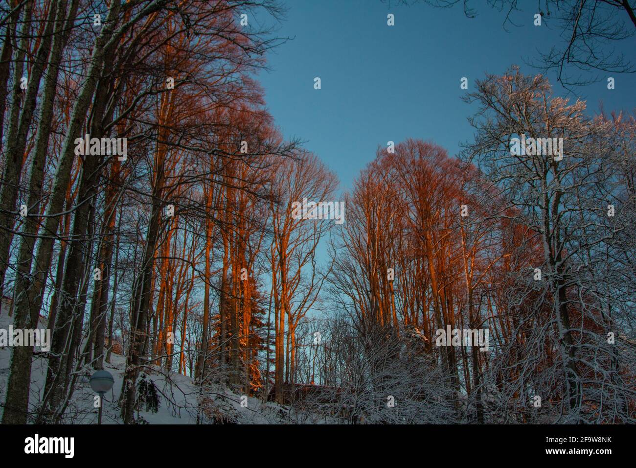 Beech tree woods in sunset Stock Photo - Alamy
