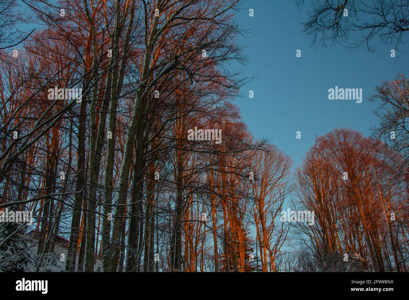 Beech tree woods in sunset Stock Photo - Alamy