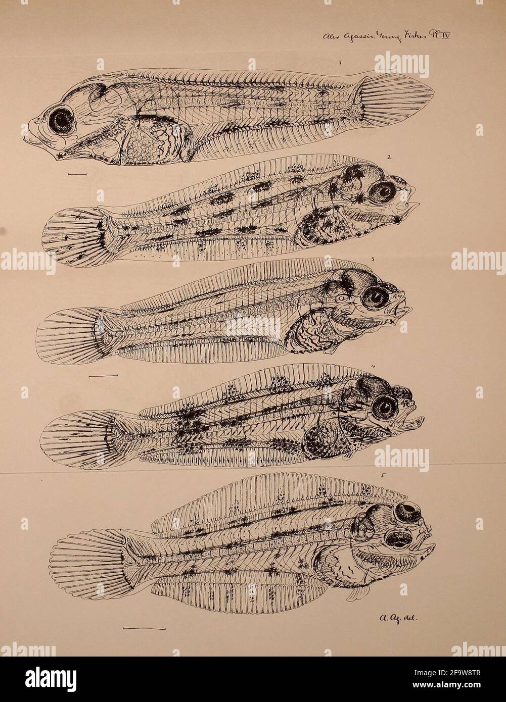 Osseous Fish High Resolution Stock Photography and Images - Alamy