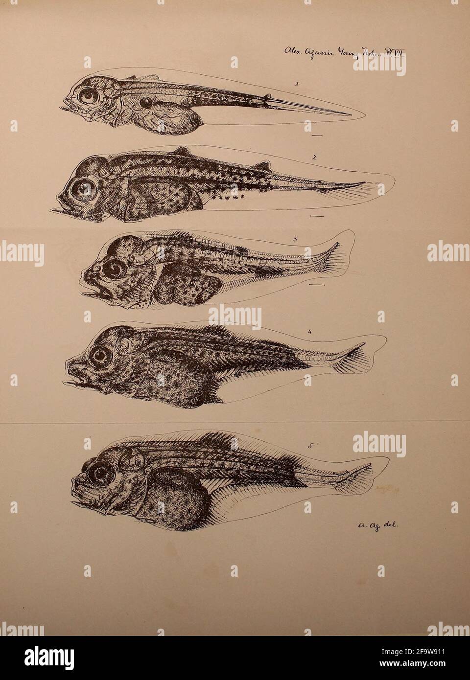 Fish stages illustration hi-res stock photography and images - Alamy